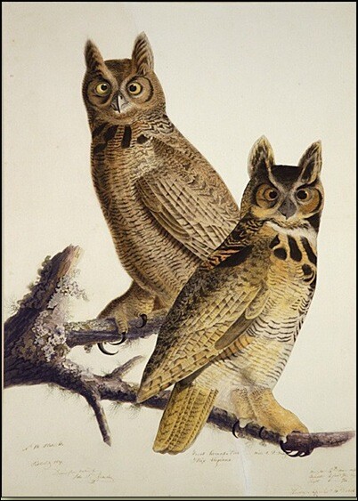 The Folklore of Owls