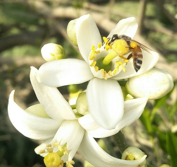 Happy, Happier , Happiest.