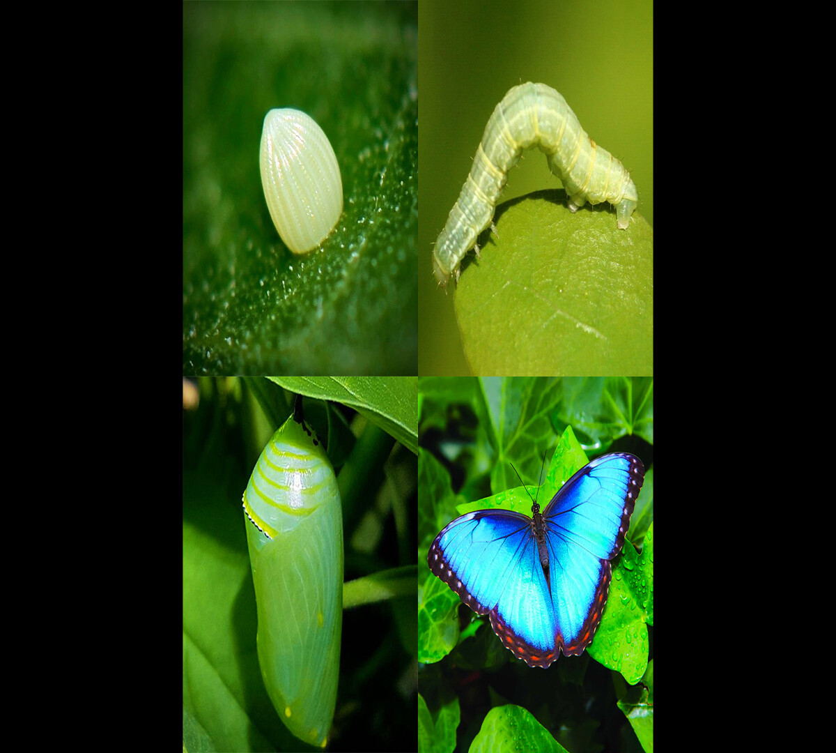 Butterfly Life Cycle (Vocabulary Pronunciation)