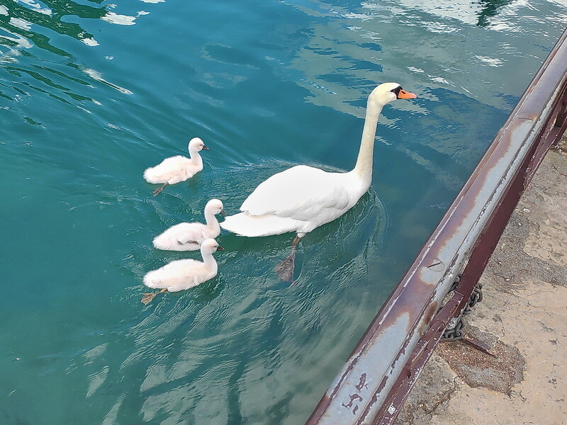 The swan and its babies