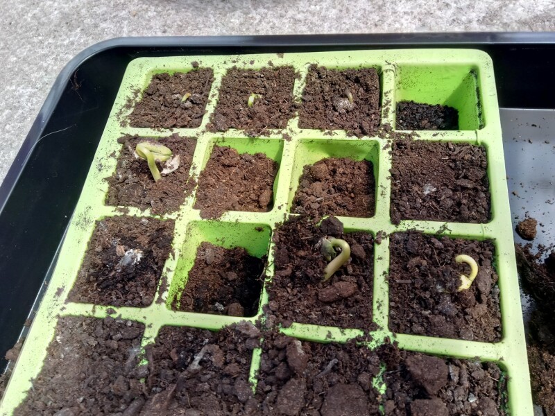 Our Vegetable Plots #17