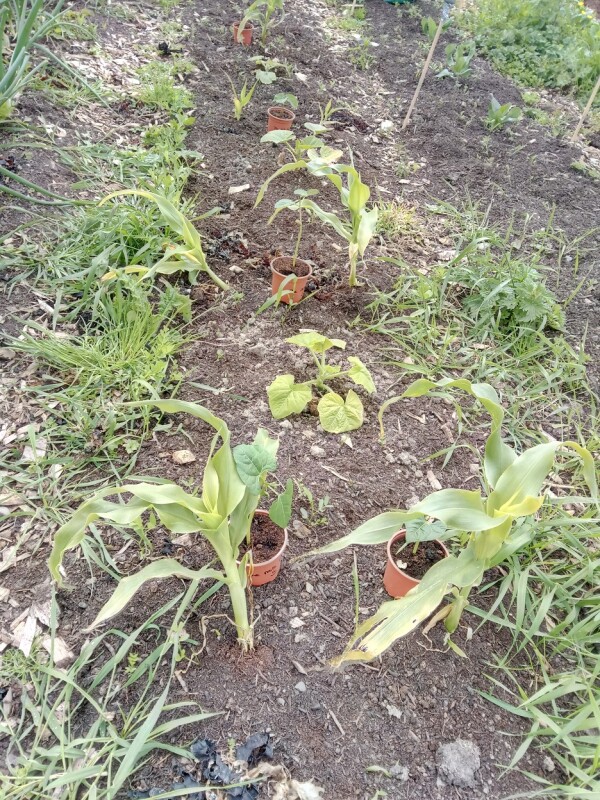 Our Vegetable Plots #16