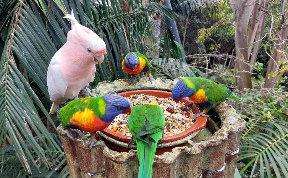 Tenerife Uncovered: The Magnificent Loro Parque