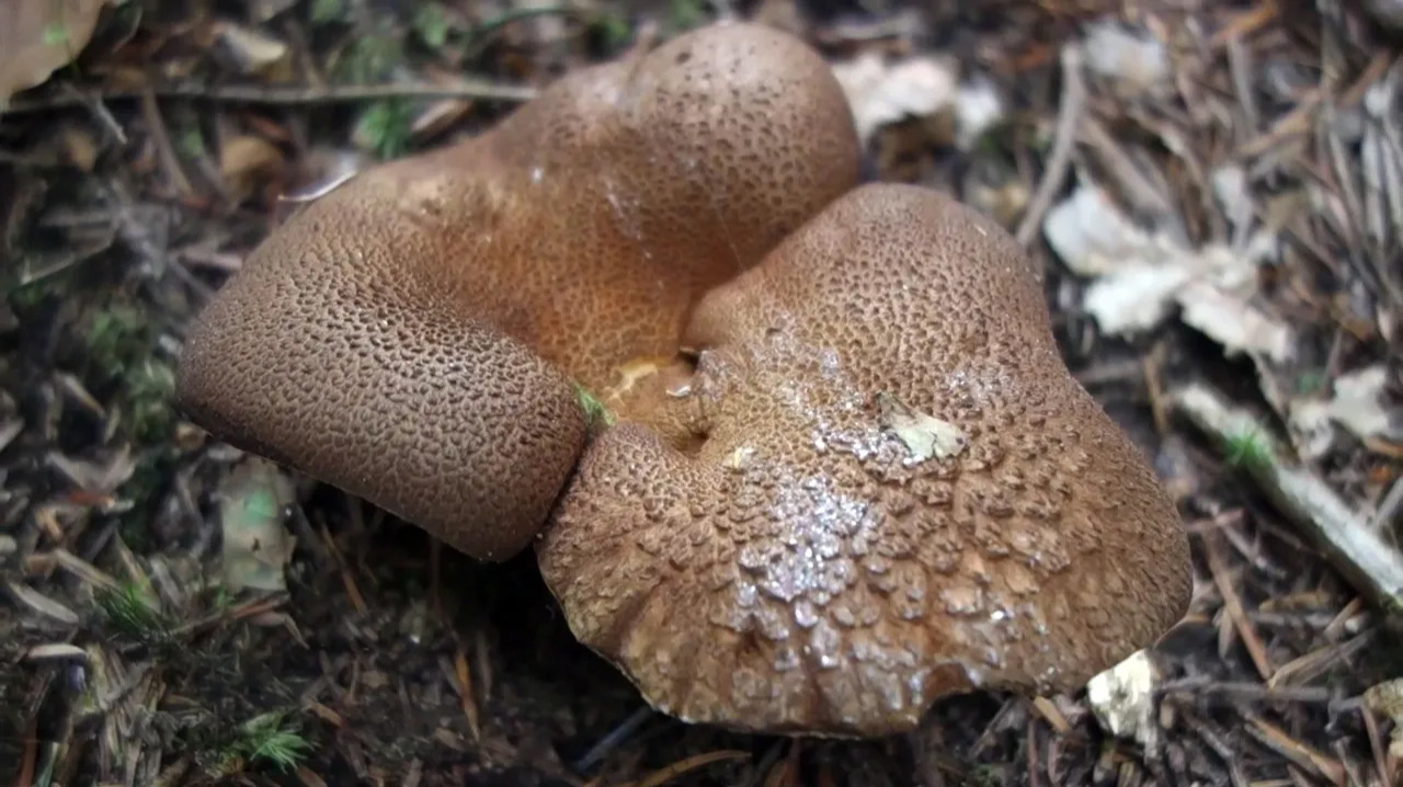 Scutiger pes-caprae - a very rare edible mushroom