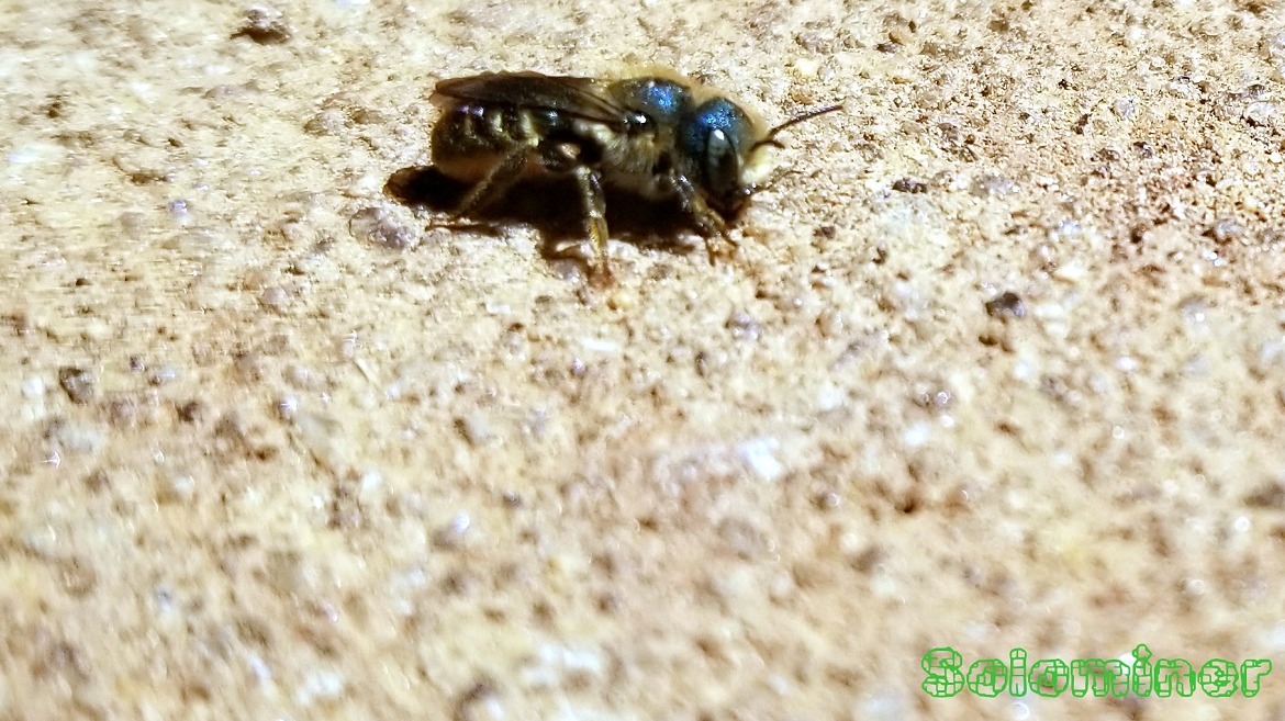 March Bee update / New webcam link