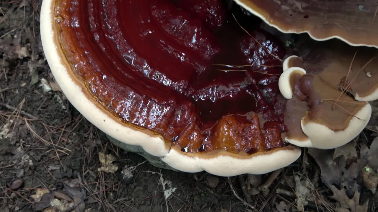 Giant tree fungi - Ganoderma resinaceum