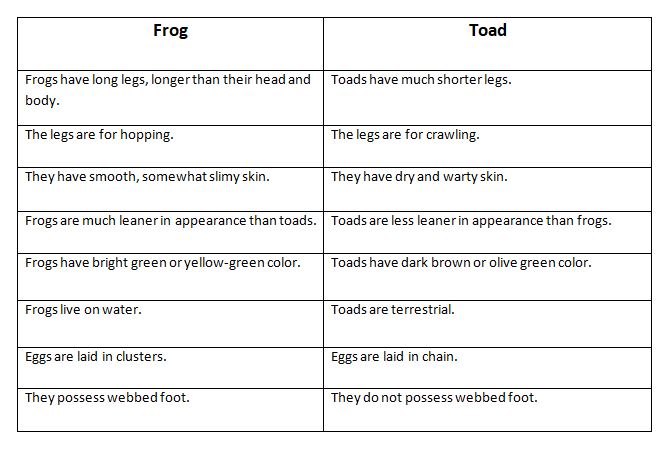 Differences between a frog and a toad.