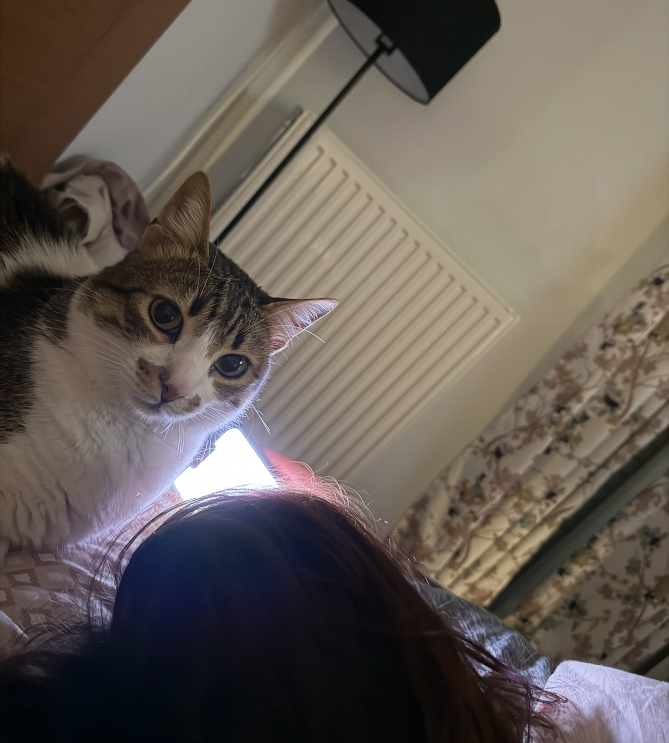 When you’re just trying to relax with your phone, but your feline ...
