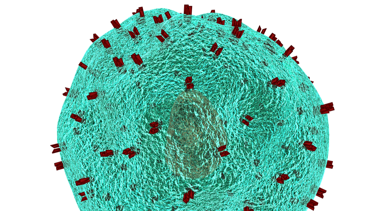 Cells Of The Immune System