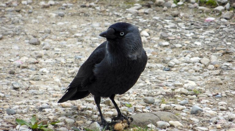 New generation, new hand - Jackdaws have returned to the feeding place