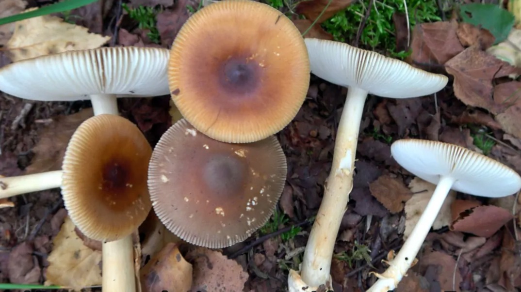 Edible toadstools in summer - Reddish brown toadstool (amanita fulwa)