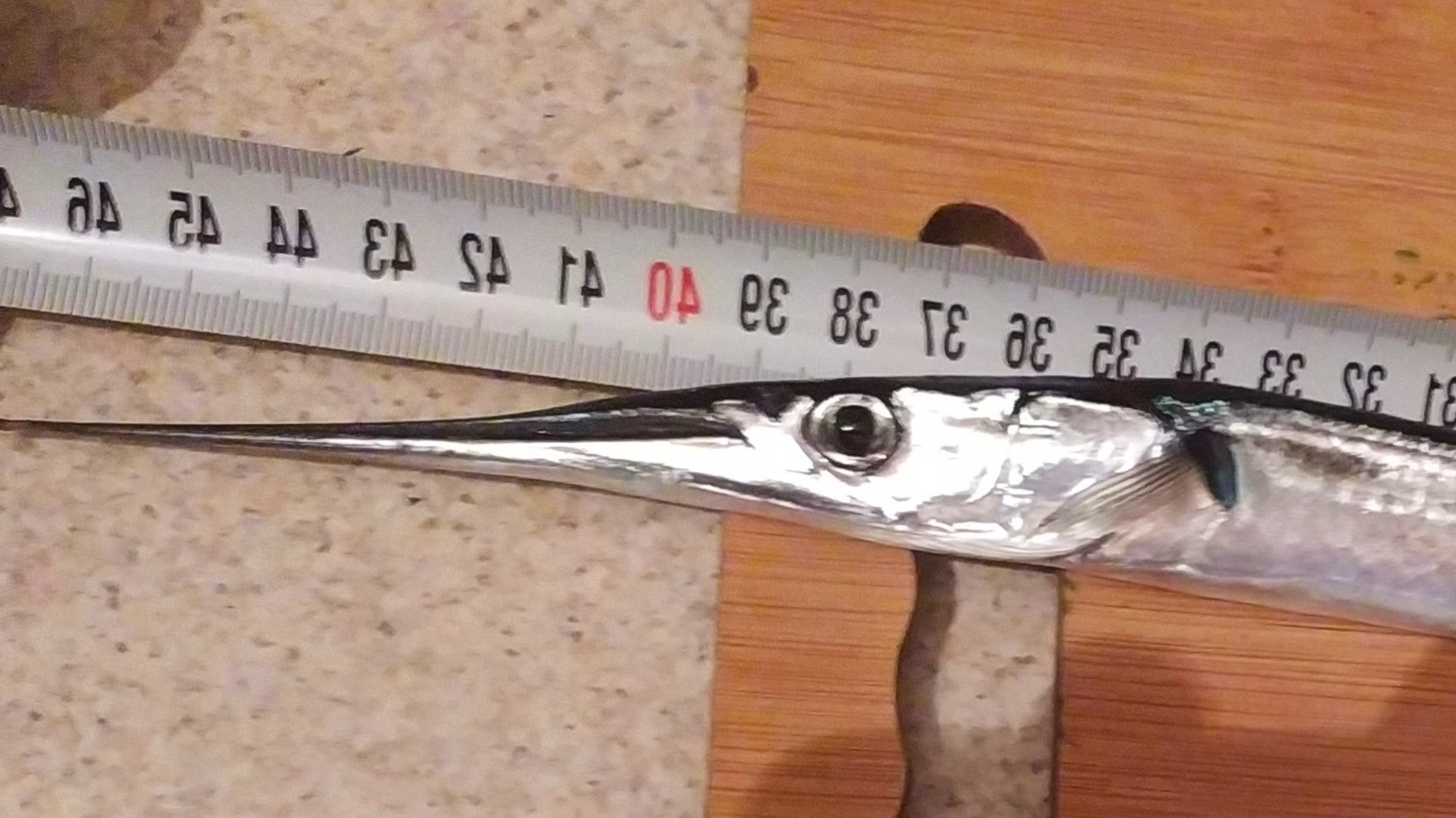 Continue to write: GARFİSH (Zargana)