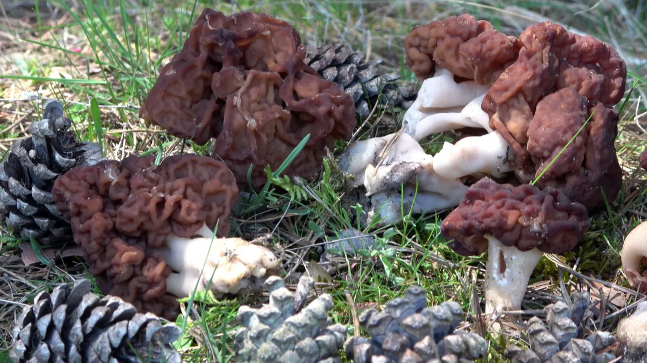 False morels, early morels or thimble morels - poisoning by fumes
