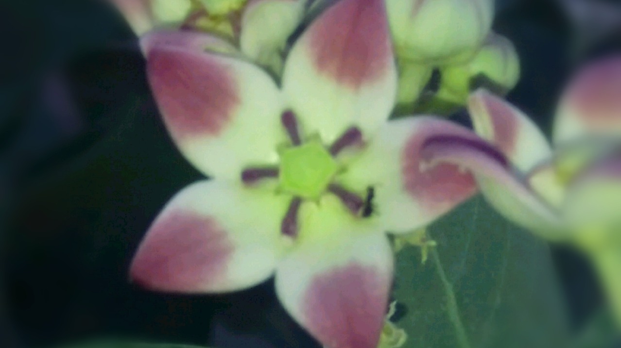 YEALOW and BLACK colour insects on the "Apon Pata" Flowers.