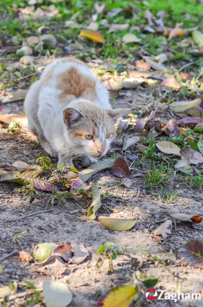 Cute Feral Cats Living Around Us