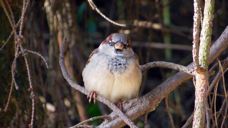 A bit about sparrows that have gained a lot of weight, and nuthatches ...