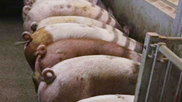 Ahí es donde la puerca torció el rabo / That's where the sow twisted ...