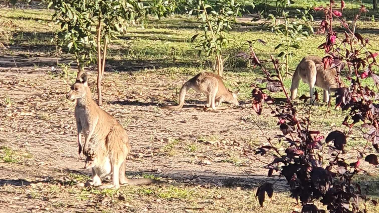 Our dream to travel Australia in a caravan shapes into reality.