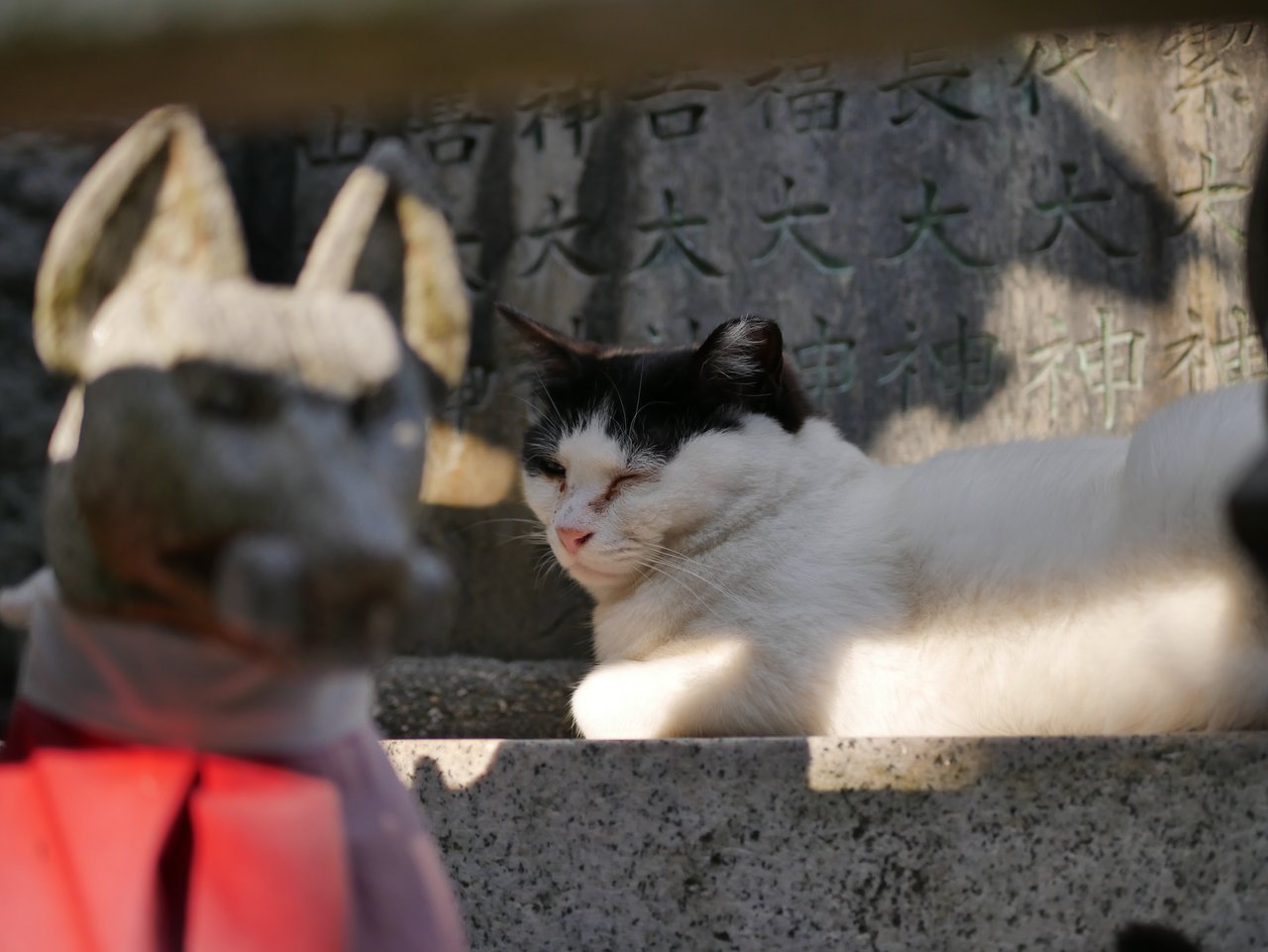 Cats from Fushimi Inari