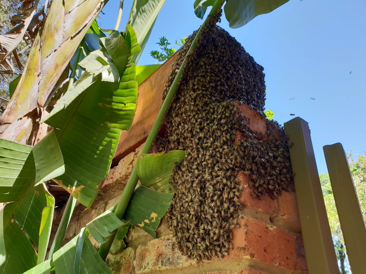Mega Honey Bee Swarm Captured, Out Of Season!