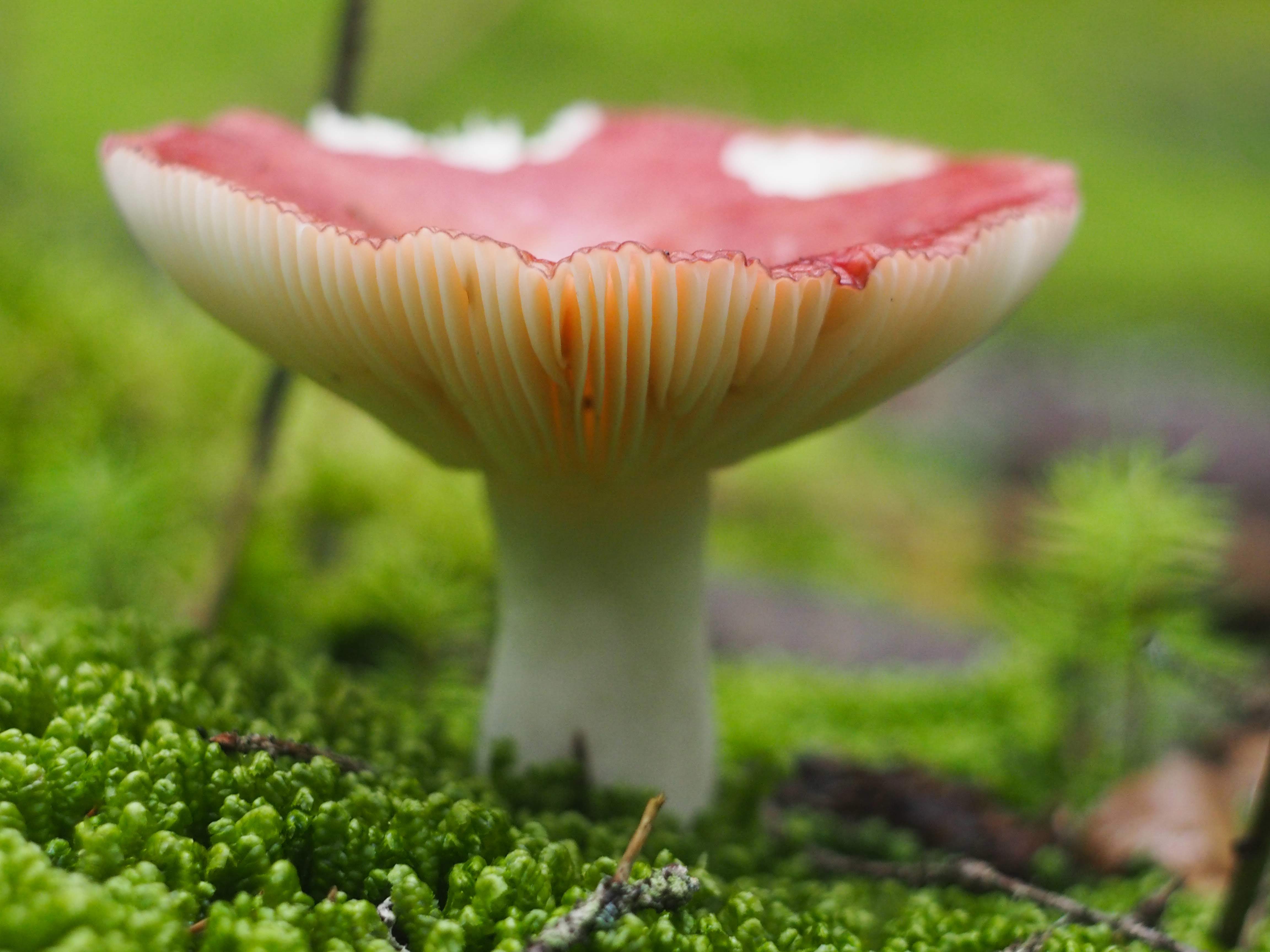Beautiful mushrooms in the Ukrainian Carpathians