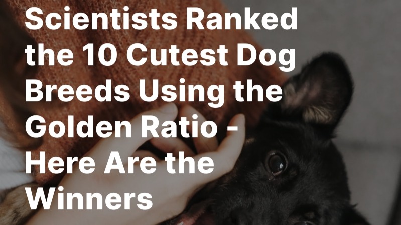 Scientists Ranked the 10 Cutest Dog Breeds Using the Golden Ratio ...
