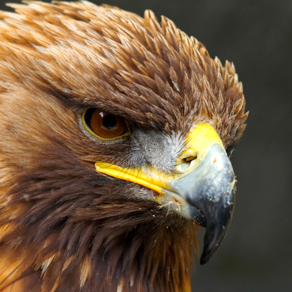 Eagle Customs | Publish0x