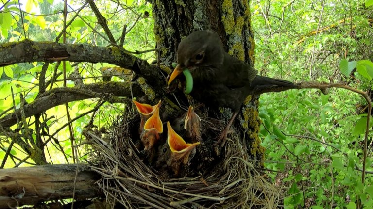 To feed you must first hunt - the Blackbird family - five hungry ...