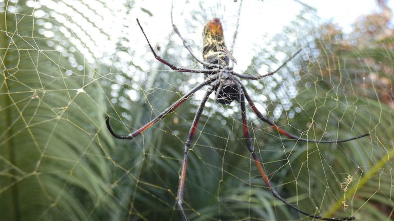 Big Spider - resident on our property, Zanzibar Paje