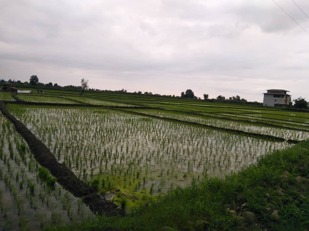 Another Story of Cycling: Finally The Rain & The Rice Planting Season