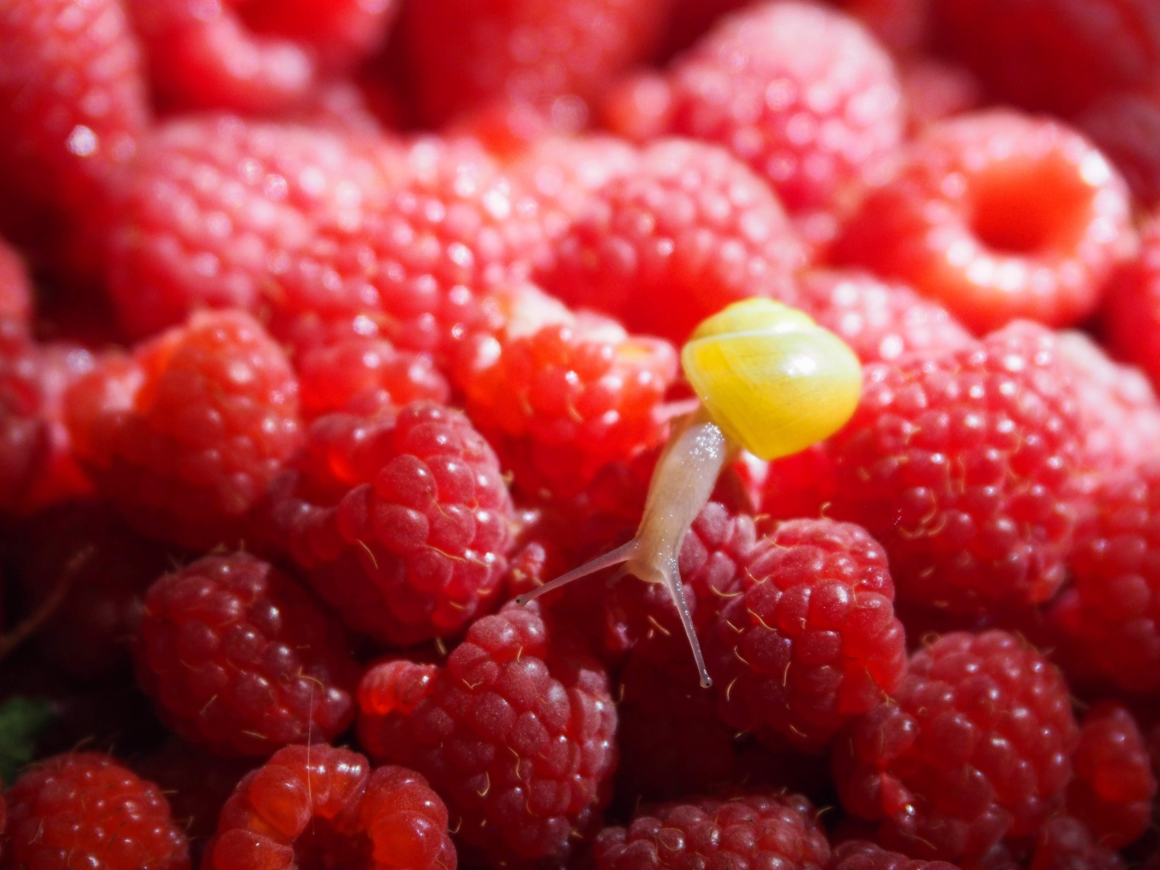 Snail on raspberries