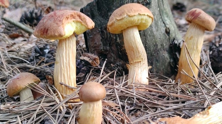 Aureoboletus projectellus an invasive species of fungus native to the USA