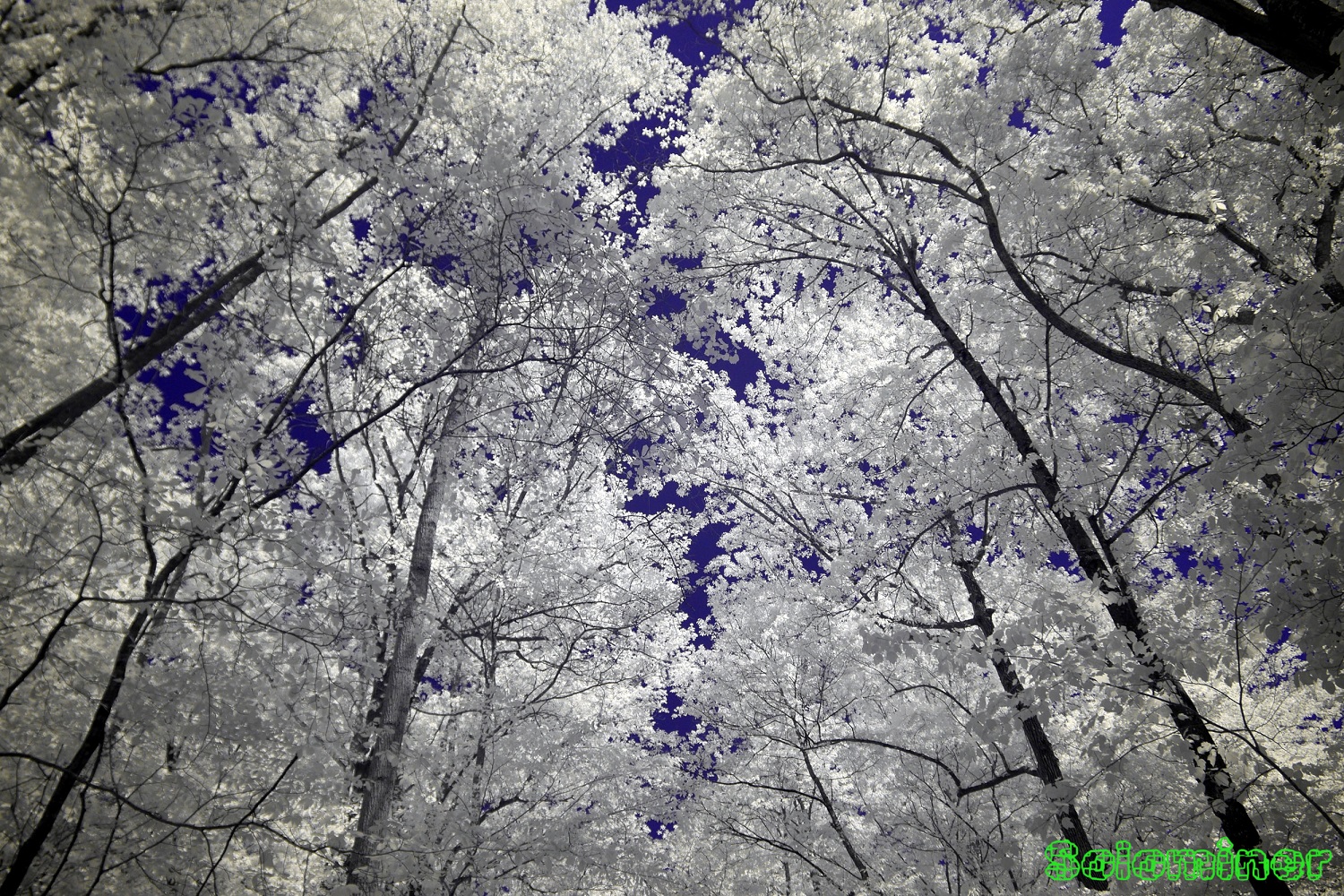 Ultraviolet and Infrared Photography - Tree Canopy on the trail at ...