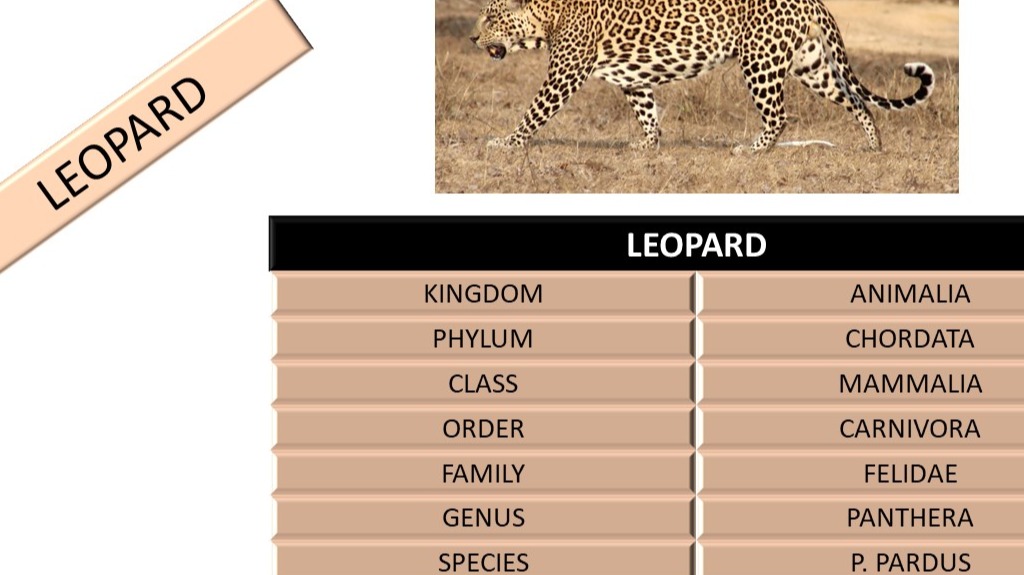 Leopards | Most Agile Big Cat