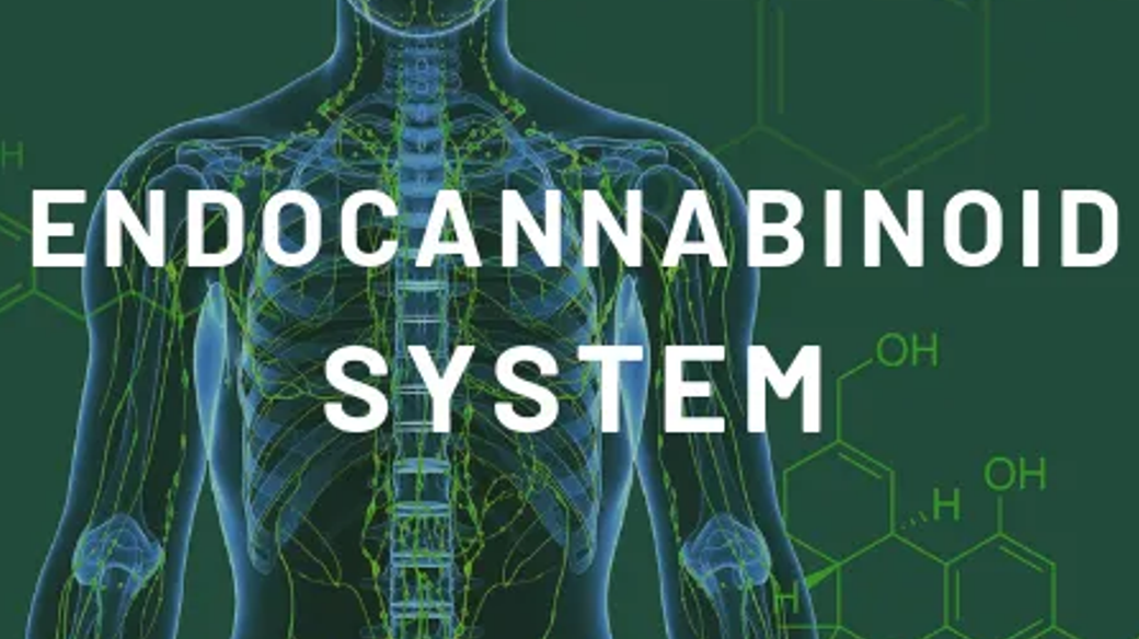 The Endocannabinoid System | How It Affects Your Body