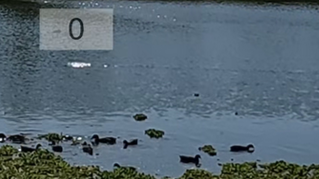 Anhinga - the Submarine Duck