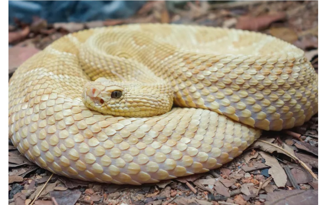 Snake Island: The bizarre true story of Earth’s most venomous isle