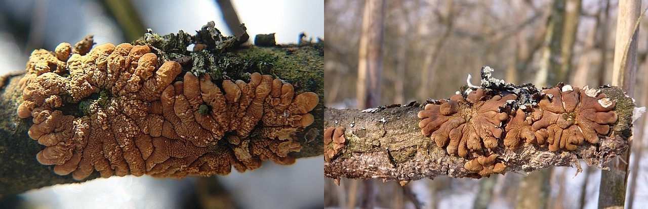 Mushrooms occurring in Europe - Hypocreopsis lichenoides