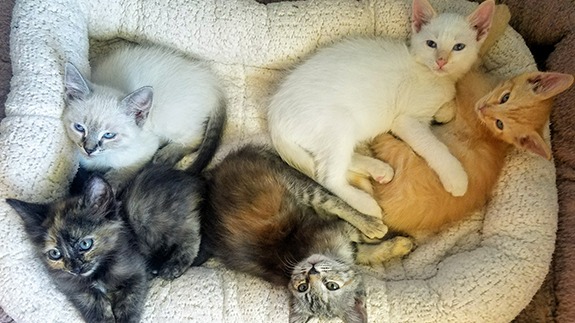Co-Existence Of Multiple Cats In A Home