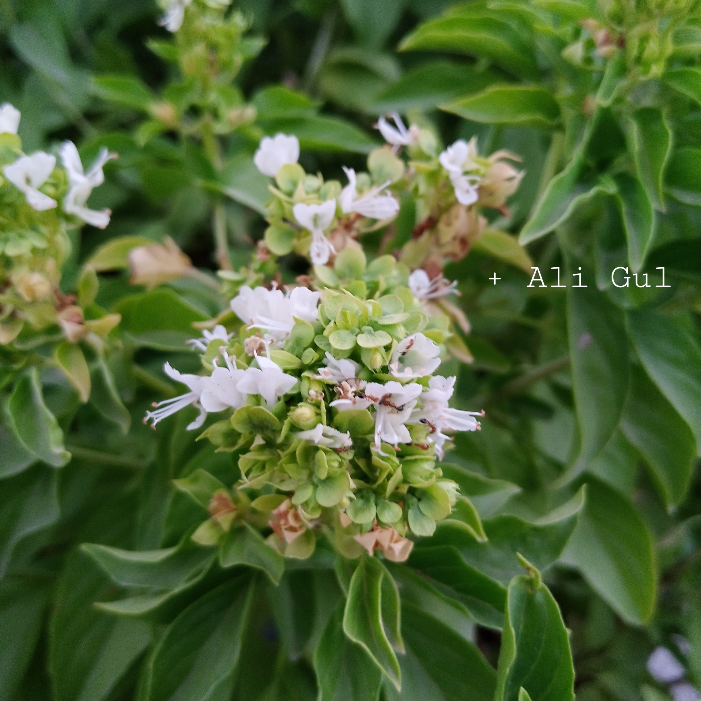 An aromatic and beautiful flowery plant | Nazboo