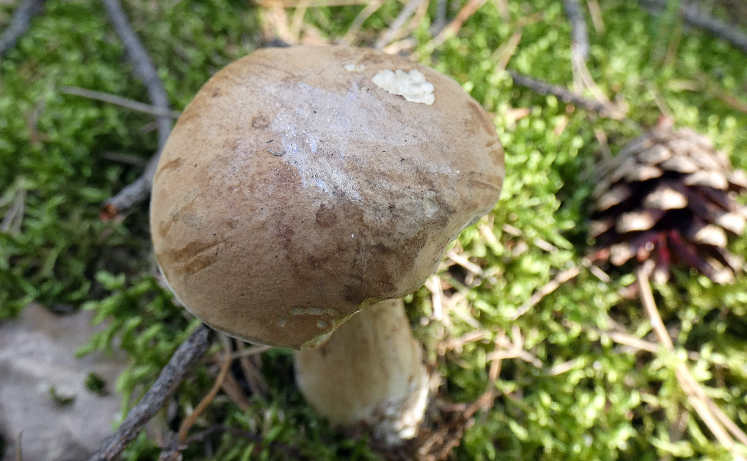 Mushrooms occurring in Europe - Tylopilus felleus