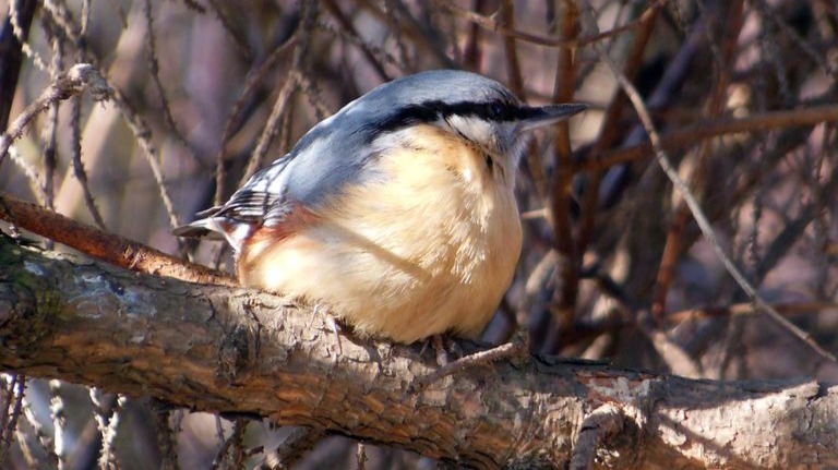 Today I spent a little more time with the nuthatch (photo, video)