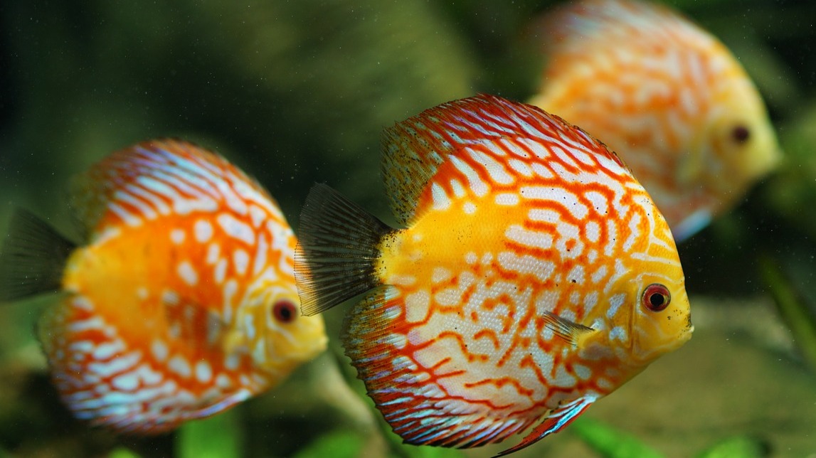 [49] The Story of Prince and The coloured fish… (Episode - 5)