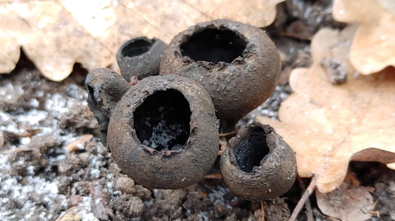 Devil's urn - an interesting mushroom with a demonic name