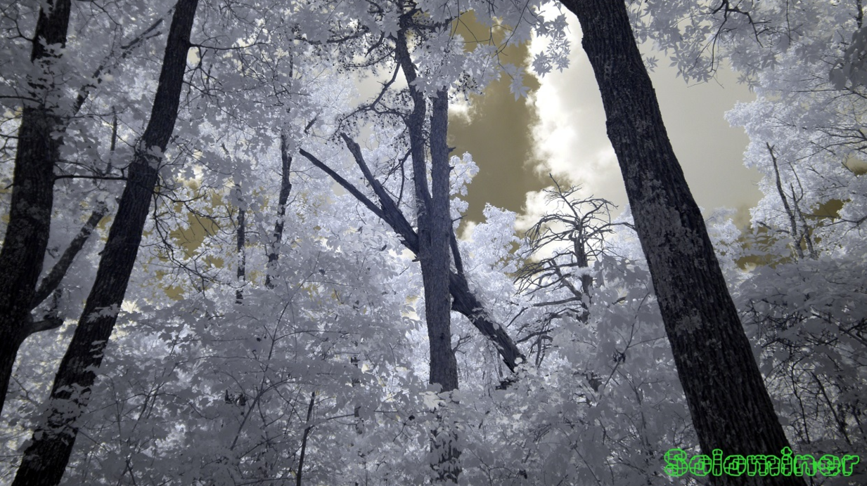 Infrared Photography - Tree canopies at the lookout