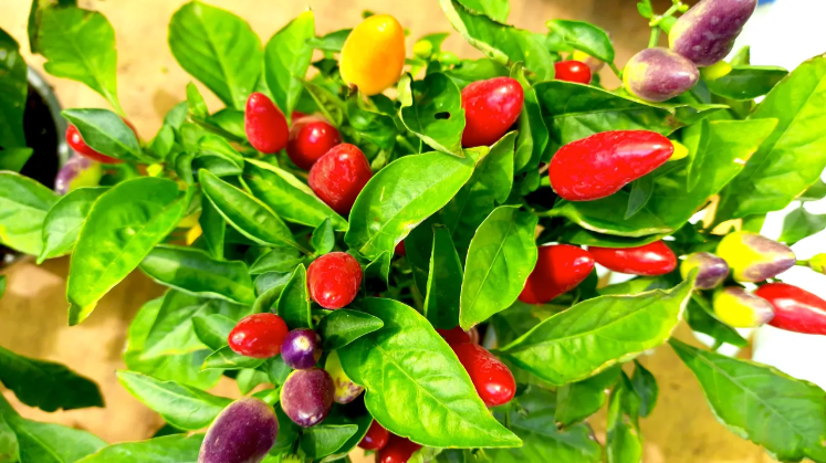 A pretty plant of colored chillies