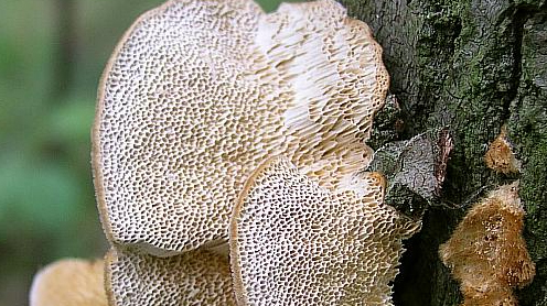 Mushrooms occurring in Europe - Funalia trogii