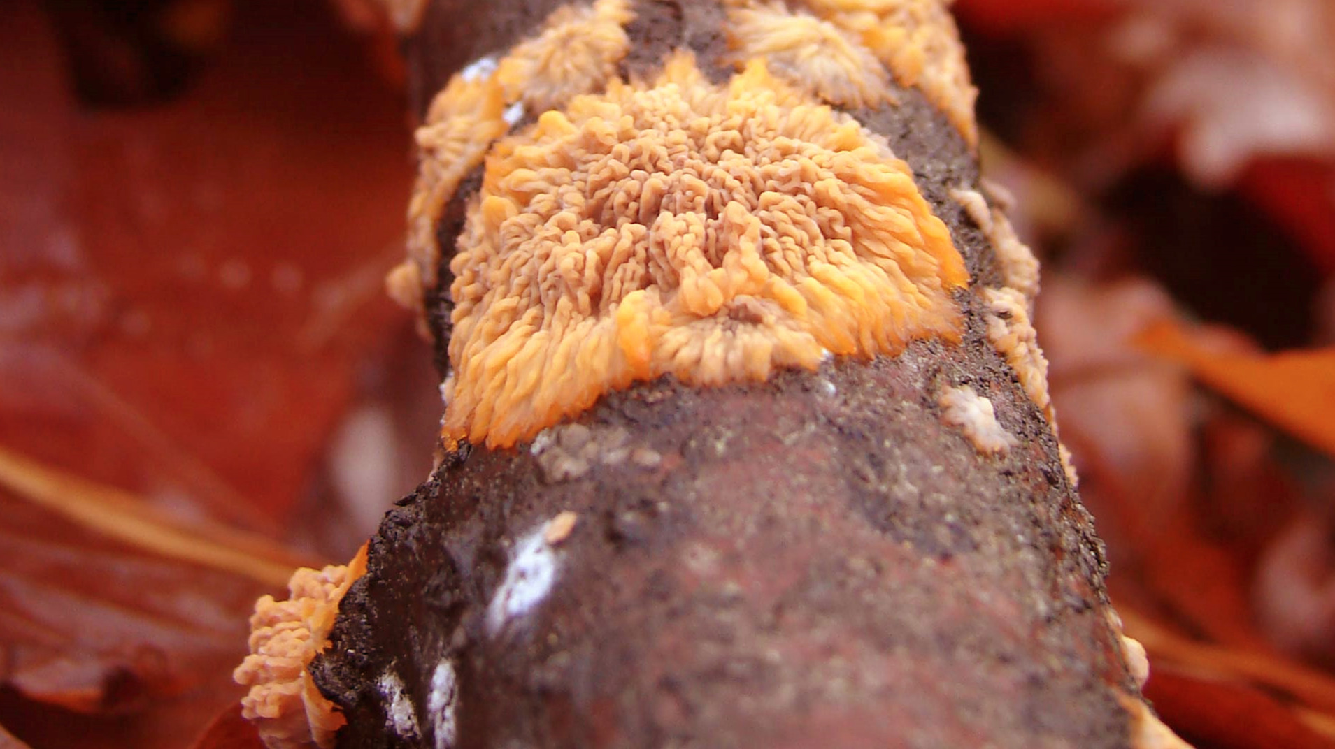 Mushrooms occurring in Europe - Phlebia radiata