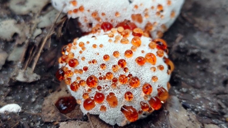 Mushrooms that cry with leeks - Abortiporus biennis (Różnoporek ...