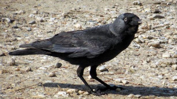The day was spent observing birds - jackdaws in action